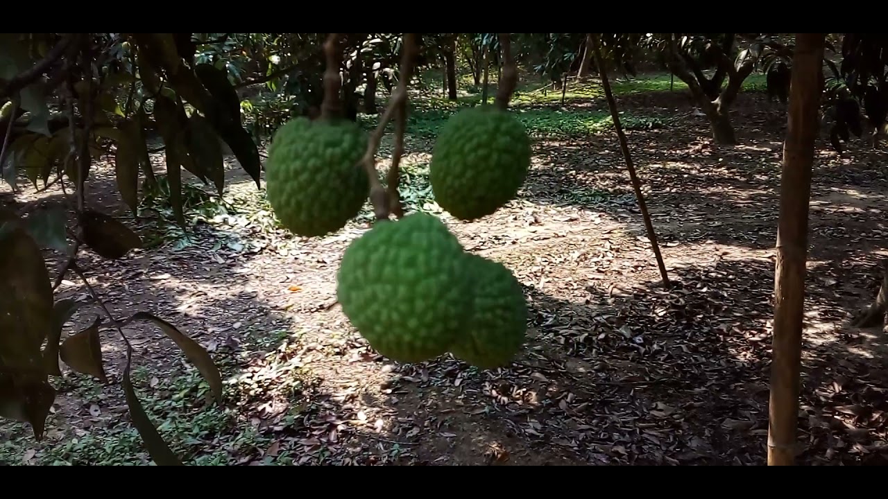 চায়না ৩ লিচু বাগান | স্বপ্ন এবং টাকা দুই যেখানে হাতের মুঠোই | China 3 ...