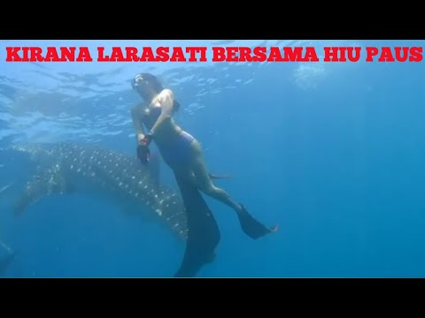 Kirana Larasati berenang dengan Hiu Paus di Botubarani Gorontalo