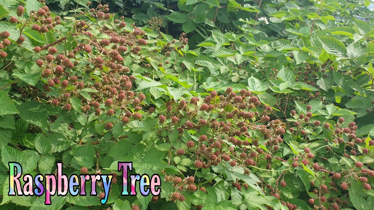 RASPBERRY TREE IN KOREA|RASPBERRY SA LIKOD NG BAHAY - YouTube