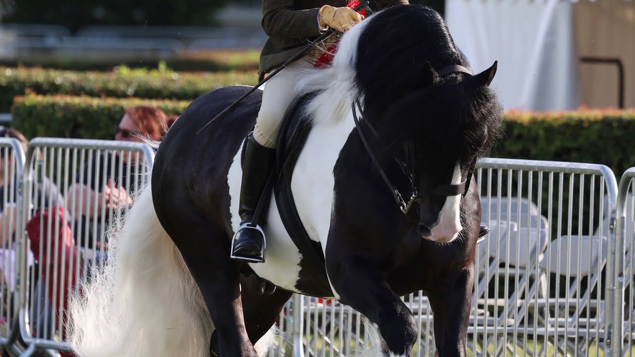 Monivea Black Magic Lincoln County CH 2024 - YouTube