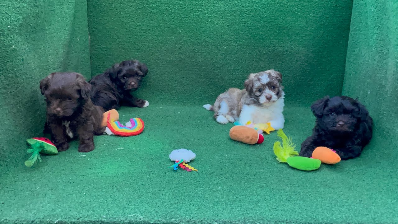 AKC Havanese Litter - DOB: 5/24/23 - YouTube