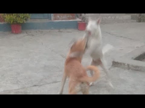 The Most Dramatic Dogs Of 2025 Ever 🐕🤣 FUNNY Animals Videos Compilation ...