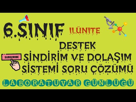 6.Sınıf Sindirim, Destek,Dolaşım Sistemi Soru Çözümlemeleri