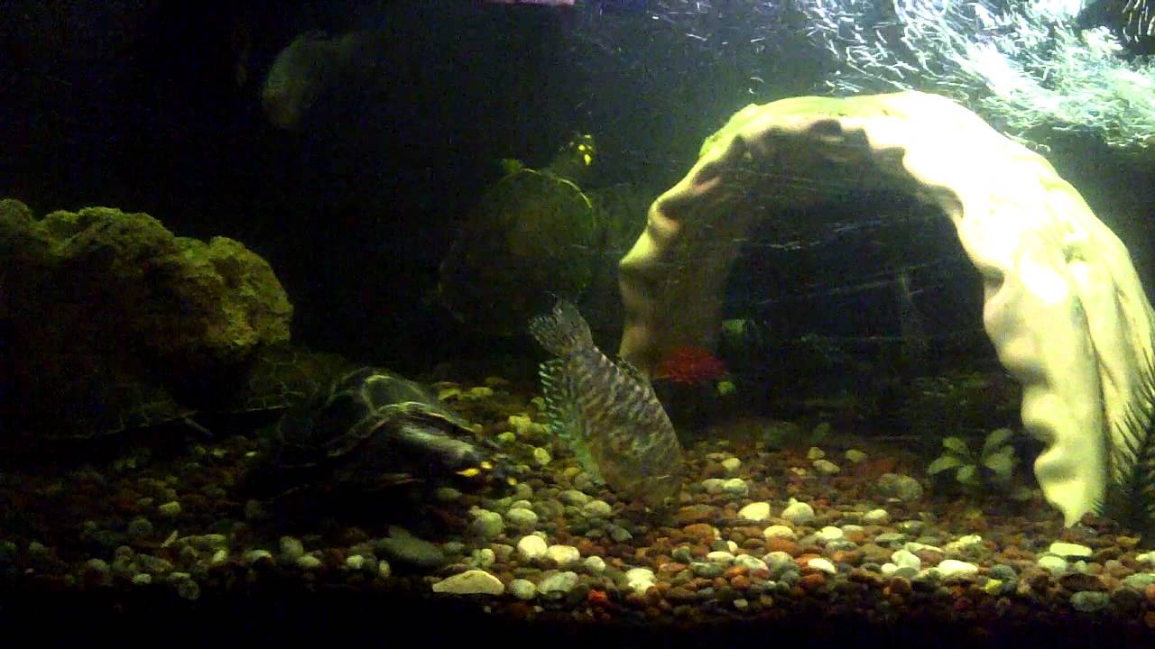 Nuestra pescera - YouTube