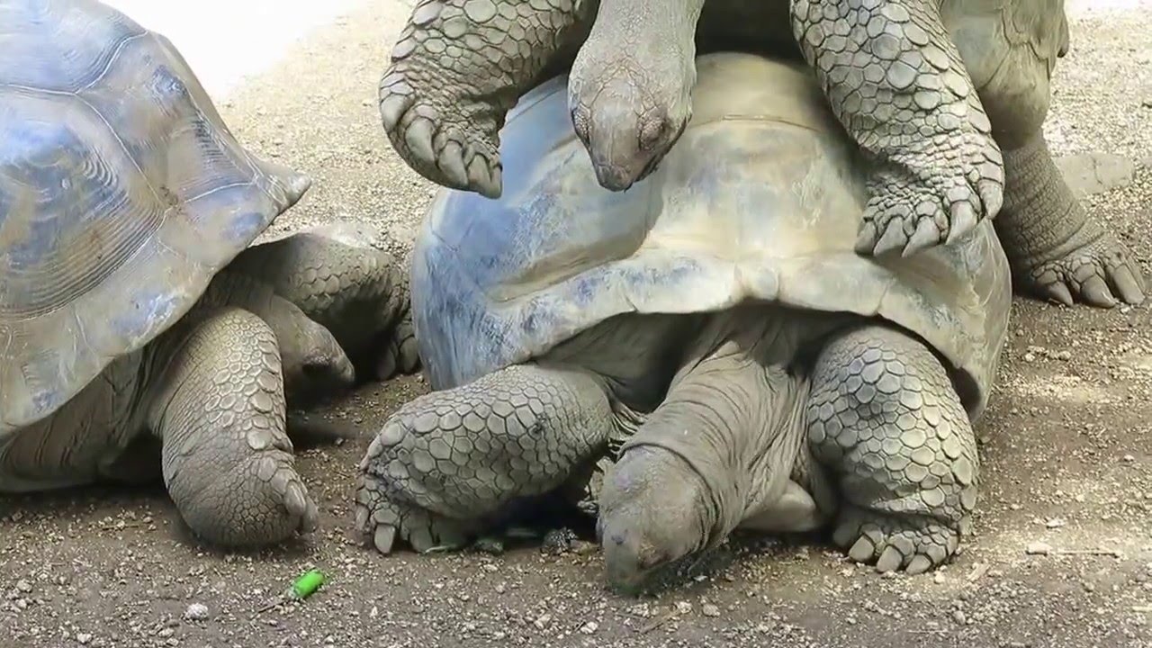 Dirty Turtles Sex - One Bamboo, two turtles - YouTube