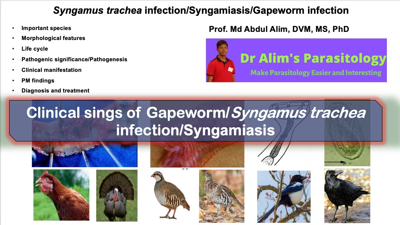 Syngamys trachea/Gapeworm infection/Syngamiasis: Clinical signs - YouTube