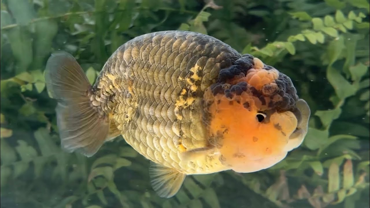 18762 Gold And Bronze Yuanbao Ranchu - YouTube