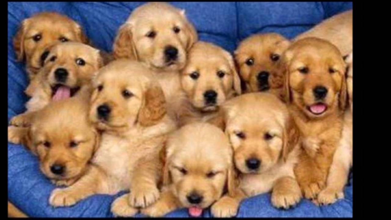 LOS CACHORROS MAS TIERNOS DE TODO EL MUNDO - YouTube