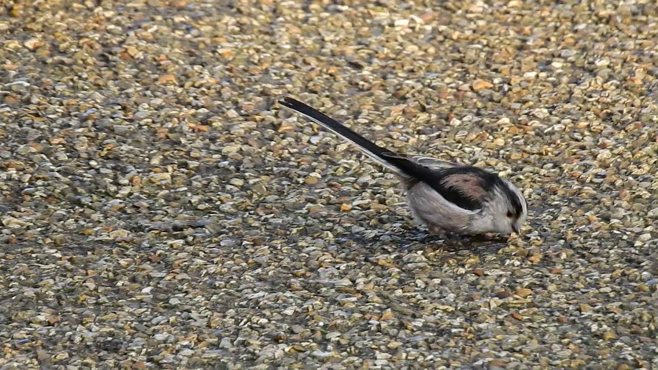 Wren, Robin, Long-Tailed Tit and Dunnock in the Flower Walk - YouTube