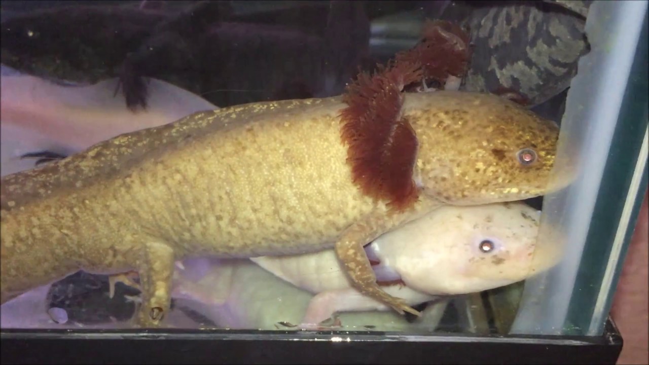 Silly Axolotls - YouTube