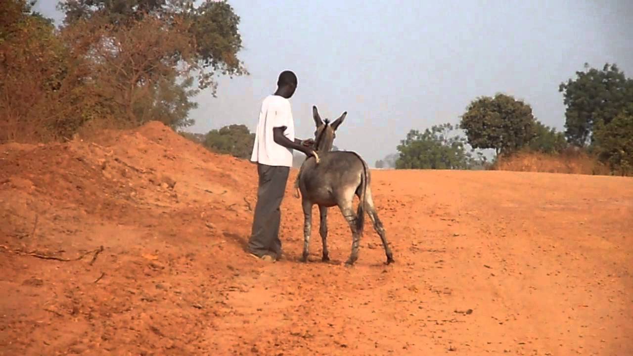 FAIL don't beat the donkey - YouTube