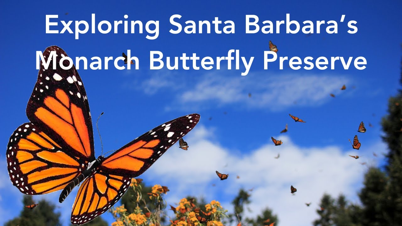 Exploring the Santa Barbara Coronado Monarch Butterfly Grove - YouTube