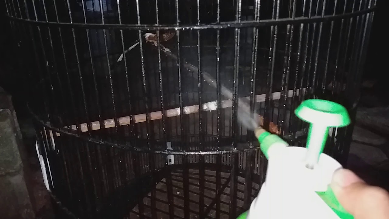 mandi-malam-murai-batu-jadi-joss-youtube