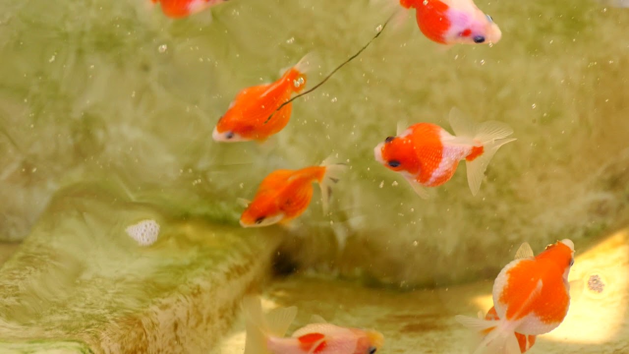 Pearlscale goldfish eating - YouTube