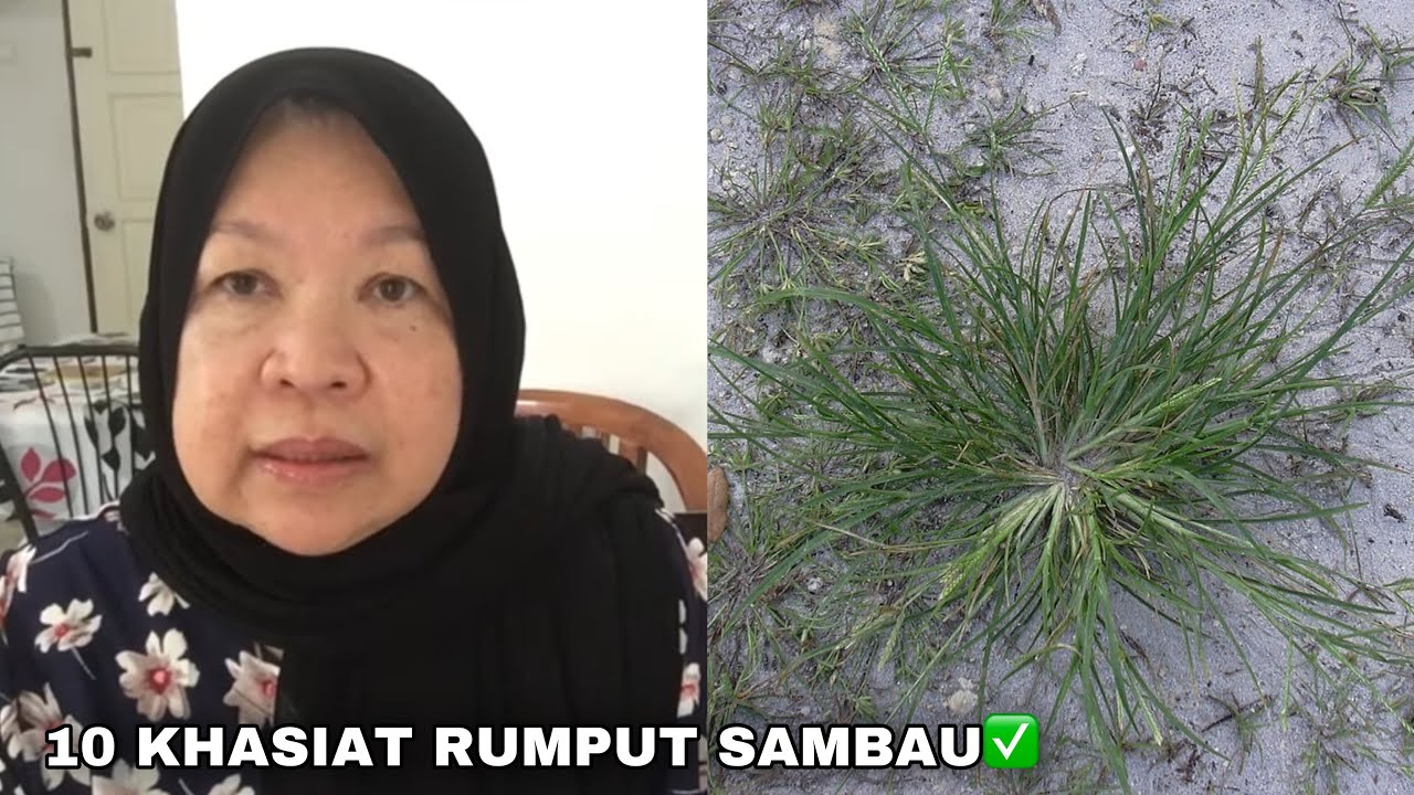 10 KHASIAT RUMPUT SAMBAU | air rebusan herba yang banyak manafaat 👍 ...