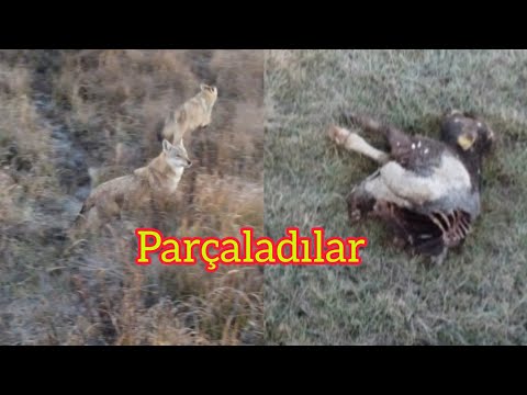 İNEĞİ YİYEN 3 KURDU YAKALADIM ~DRONA SALDIRDILAR ~WOLF ATTACK KURT SALDIRISI~BOZKURT ~ALFAKURT