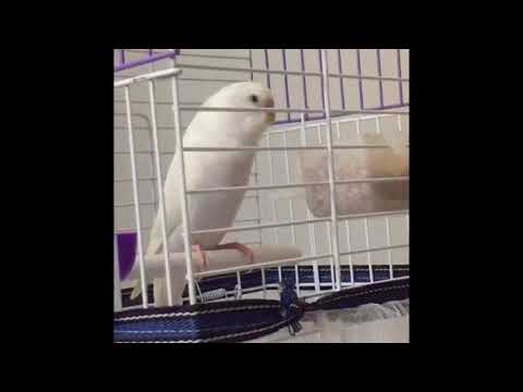 MUHABBET KUŞU SESİ YAVRU ALBİNO ÖTÜŞÜ Konuşan Muhabbet Kuşu | Kaymağımızın Küçüklüğü