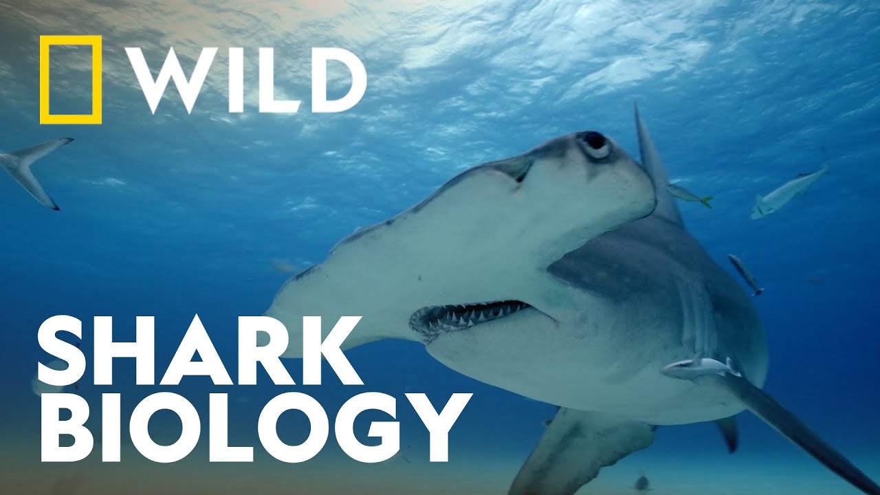 The Amazing Biology of Sharks | Sharkfest | National Geographic WILD UK ...