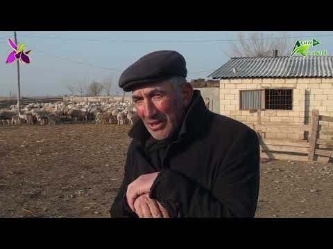 Ağcabədidə qoyunçuluğun inkişafı