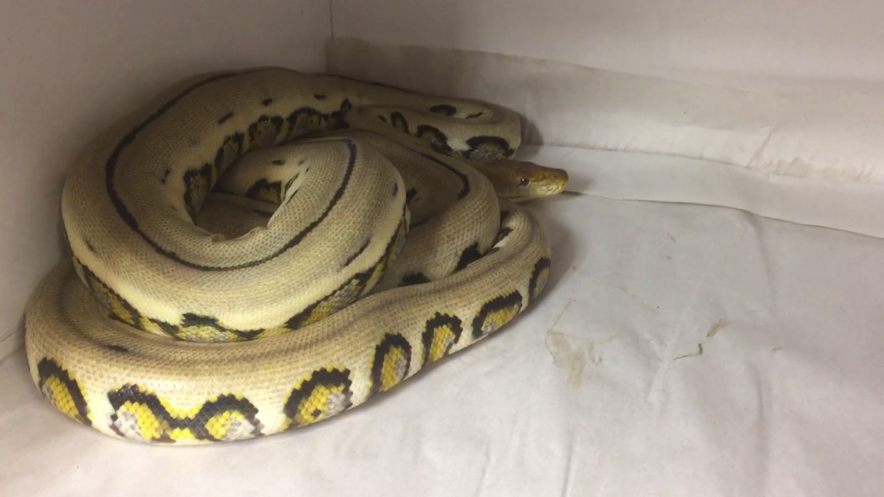 Jaguar retic "wobble" - YouTube