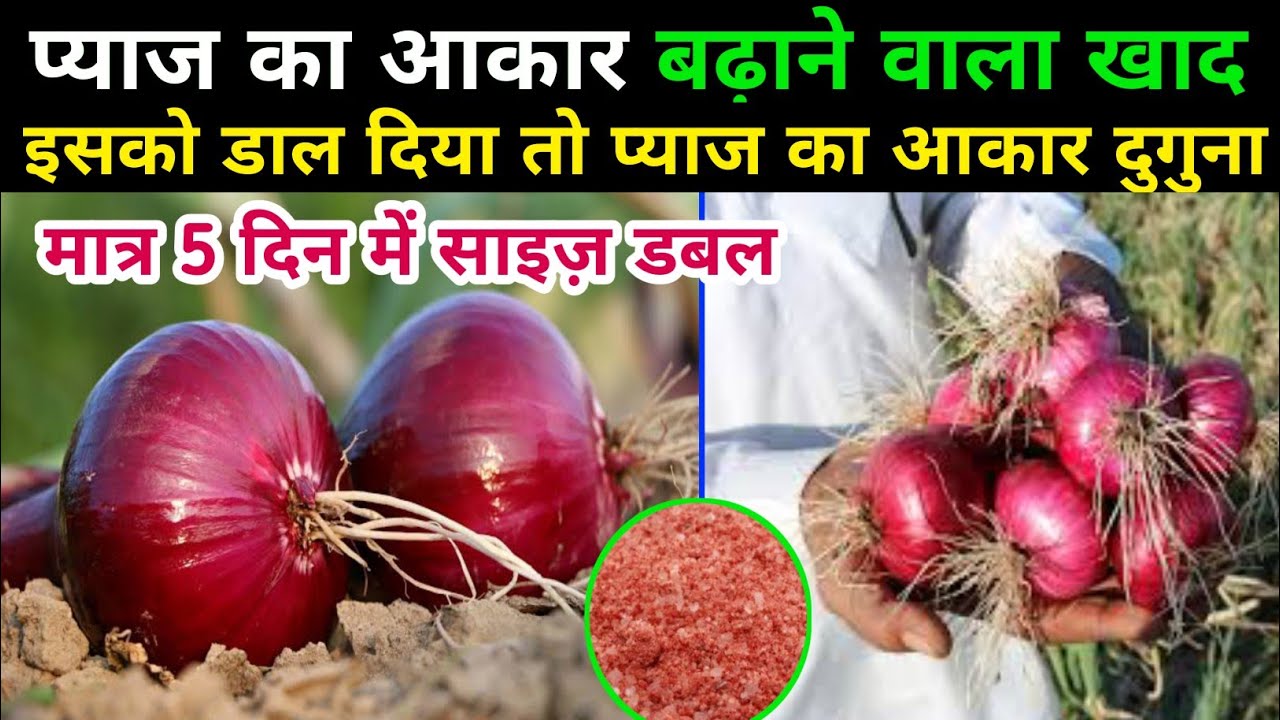 मात्र 5 दिन प्याज का आकार बढा़नें वाला खाद, डालकर तो देखो || Pyaj ka ...
