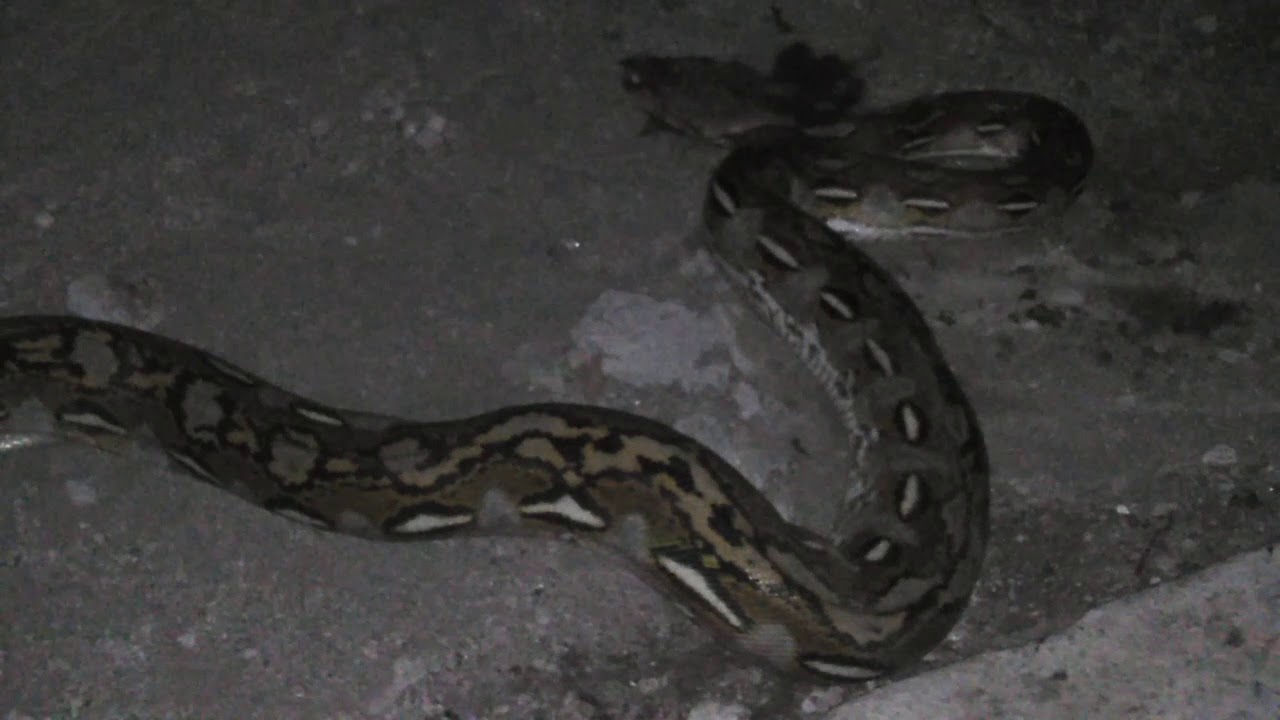 Sawa, snake(1) - YouTube