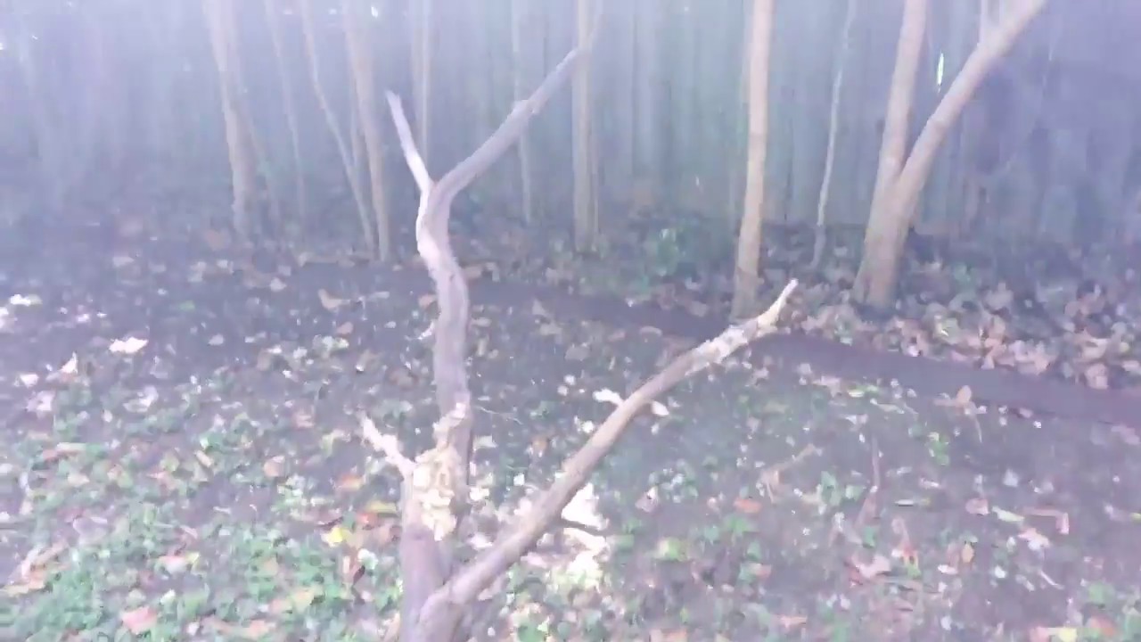 Tree pulled from its roots after heavy rainstorm update! - YouTube