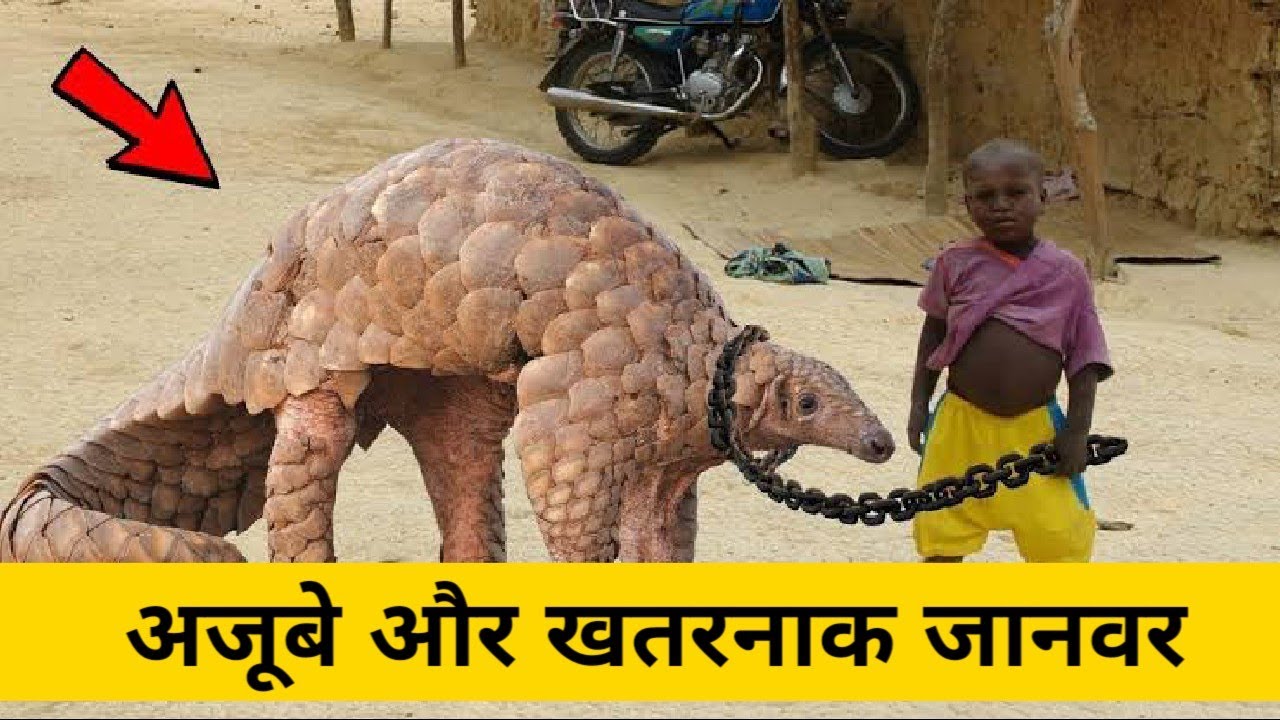 Most wired animals on Earth (( Duniya k Azib Darawne Janwar))) - YouTube