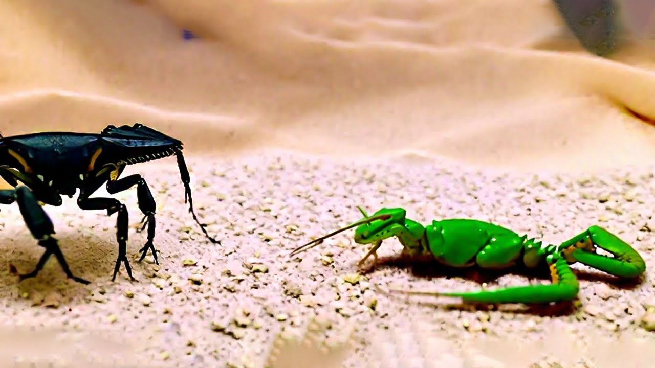 6 Craziest Fights in The Insect Kingdom - YouTube