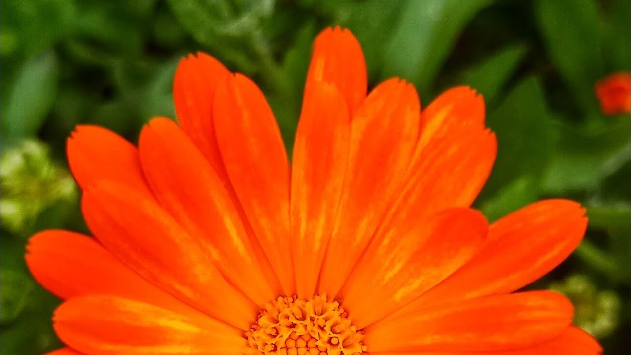 Kashmiri Flowers DSLR video shoot - YouTube