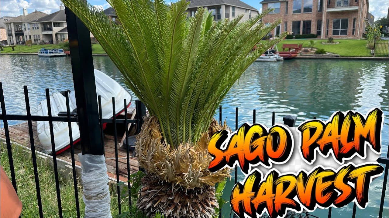 Sago Palm harvesting the most poisonous seed - YouTube