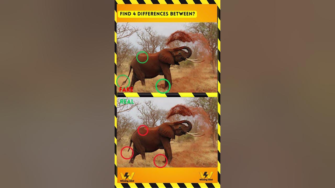 guess elephants differences pet #quiz #funny #puzzle #pets . - YouTube