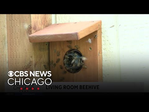 Beekeeper builds indoor observation hive to watch colony from inside his home