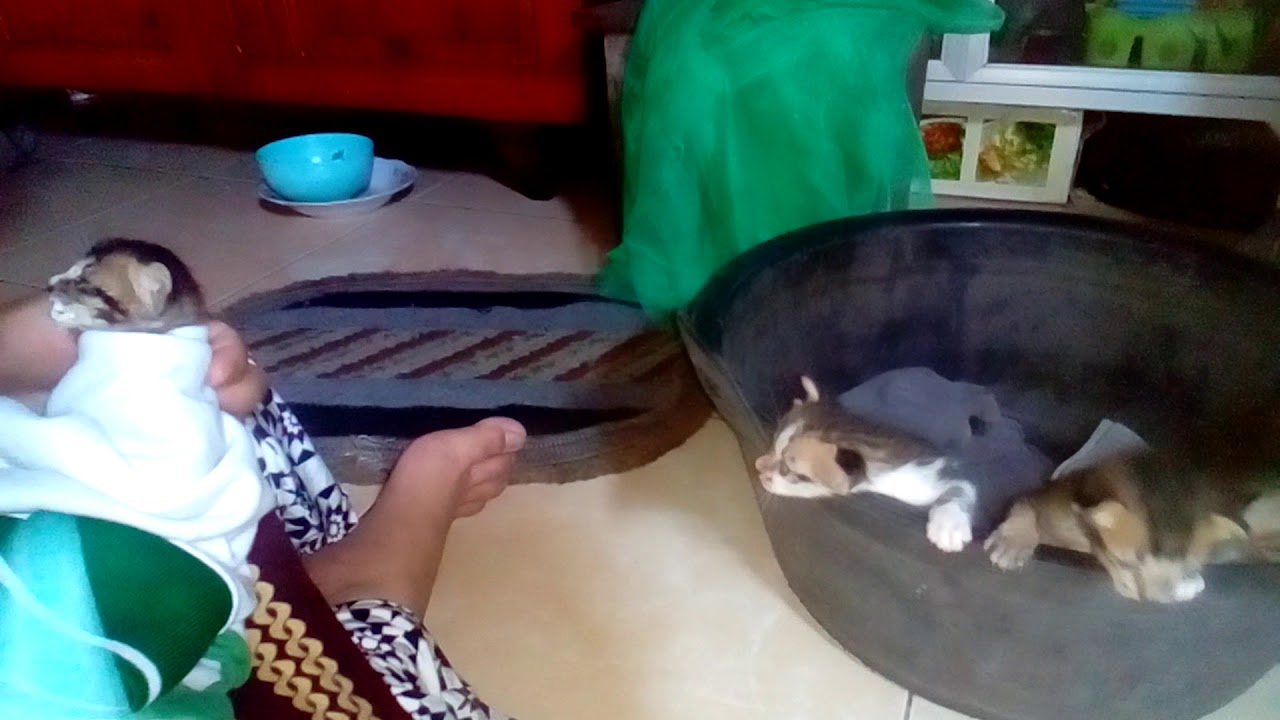 Kucing lucu, gemas-gemas - YouTube