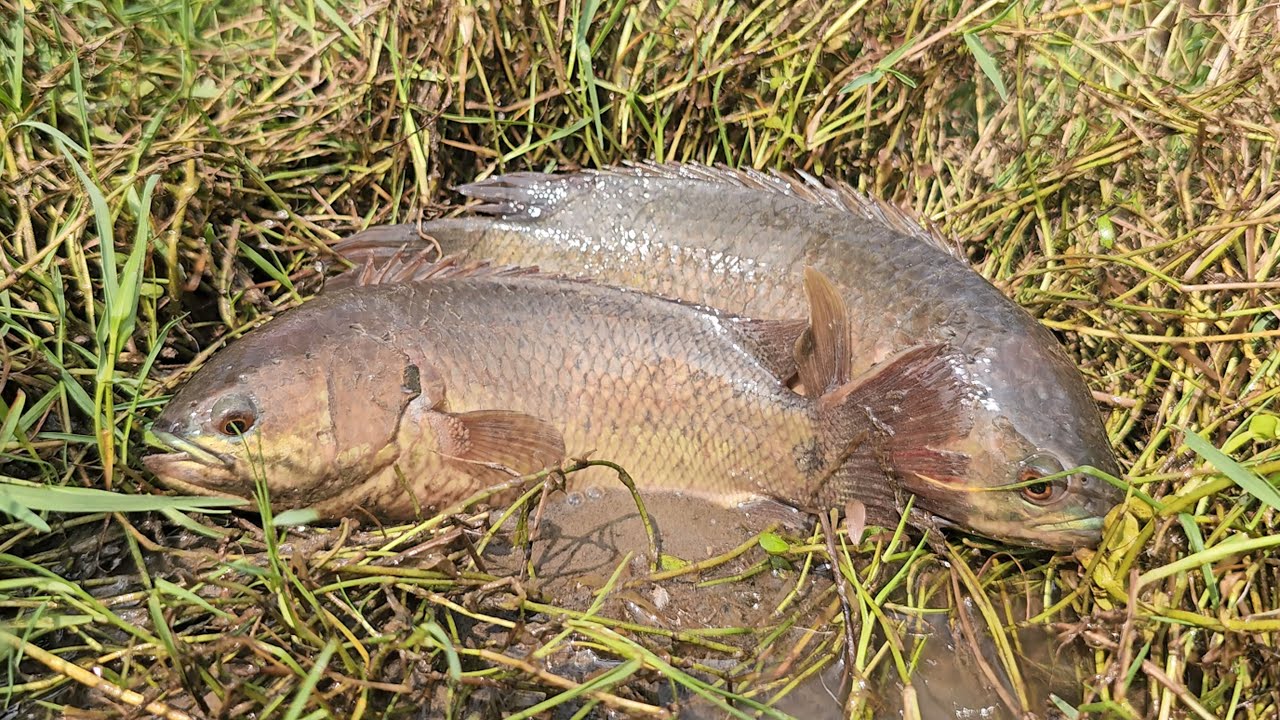Amazing Fish Searching | Traditional Boy Hunting Fish By Hand | Fishing ...