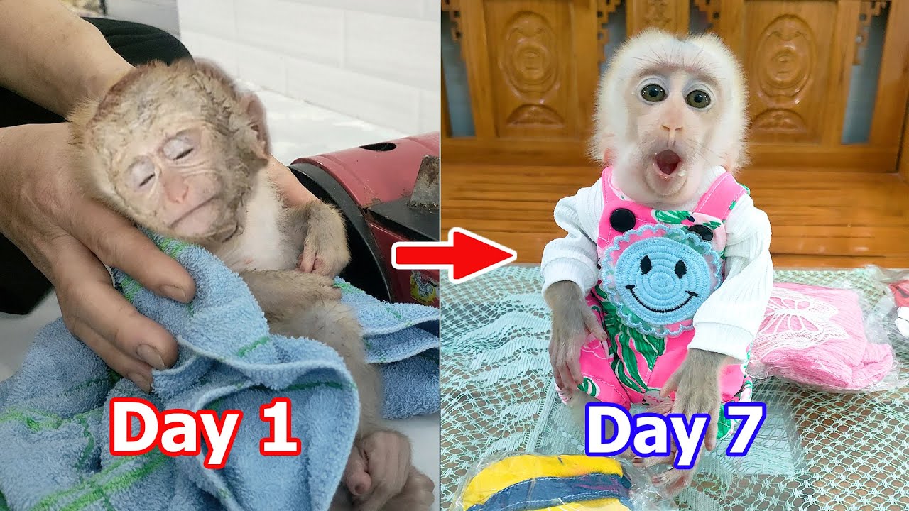 Miraculous recovery of abandoned baby monkey after 7 days - YouTube