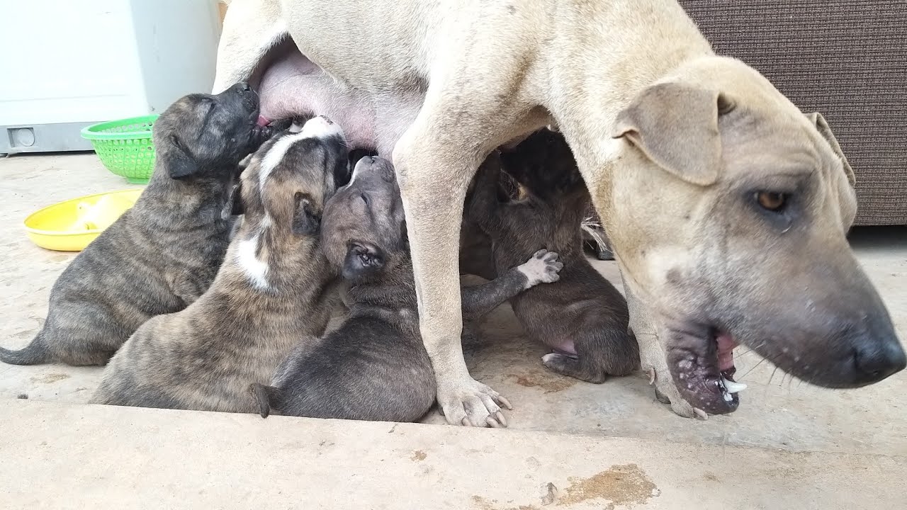 Day 33/9 Dog farm and eat - YouTube