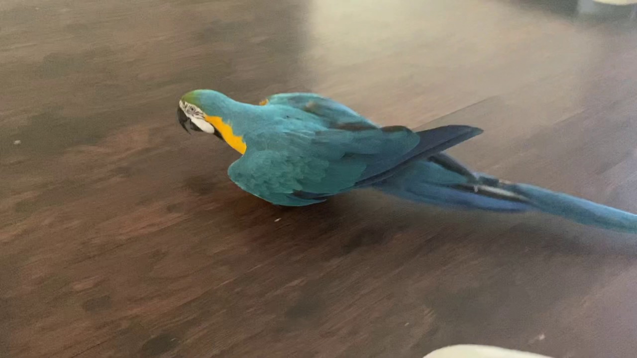 July 4th Parrot Parade - YouTube