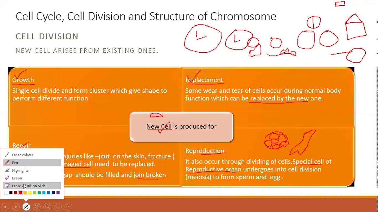 Cell Cycle Cell Division Class 10 ICSE YouTube cell-cycle-cell-division-class-10-icse-youtube