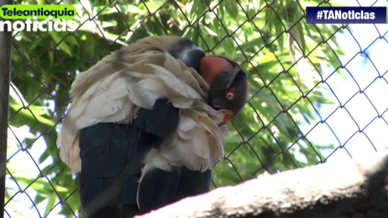 En Medellín nació el primer Rey Gallinazo en cautiverio - YouTube
