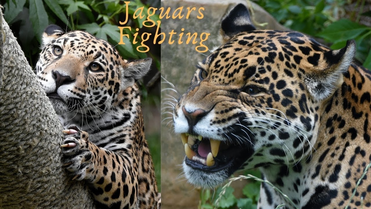 Jaguars Fighting | Animals Fighting #1 - YouTube