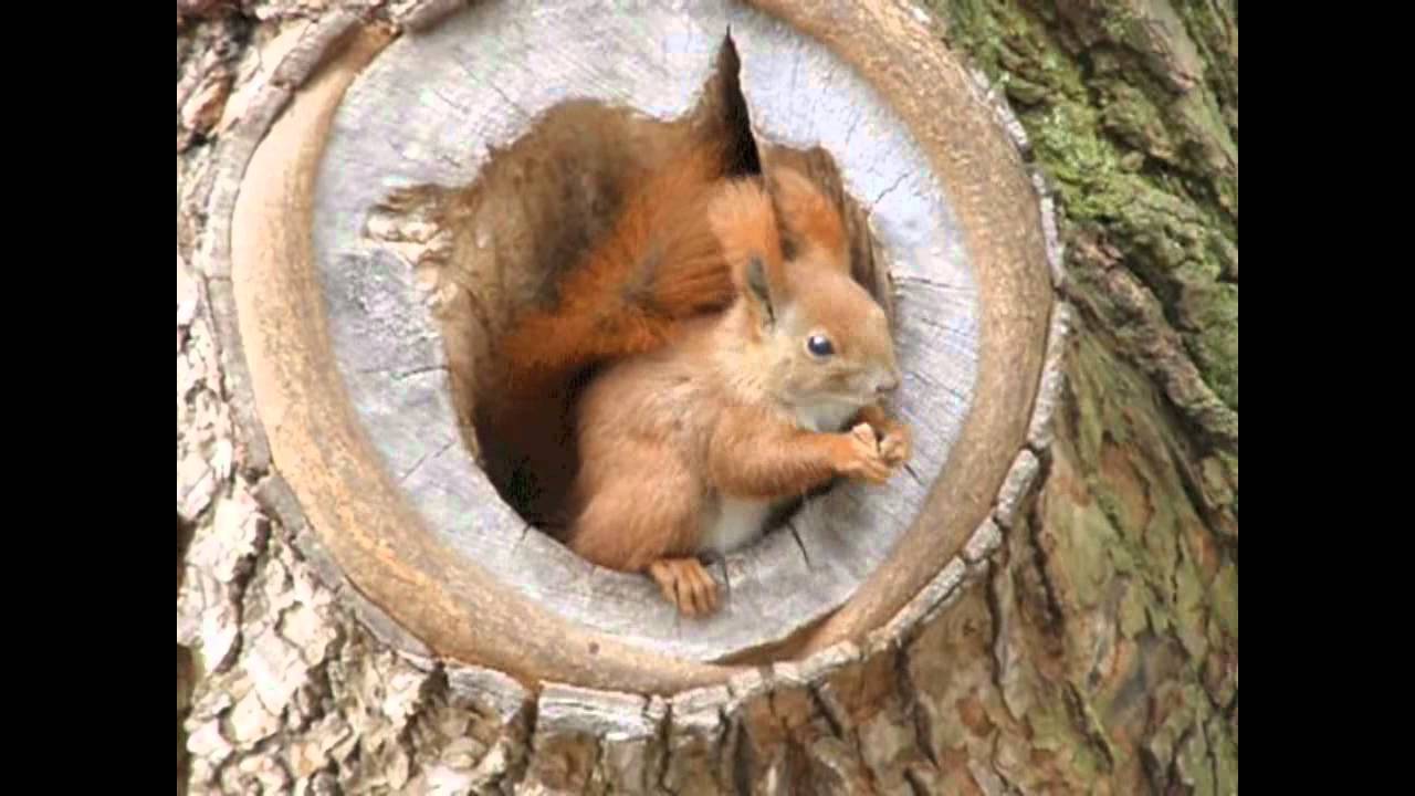 squirrel czyli wiewiórka kot zimowy by Andy Orlowski - YouTube