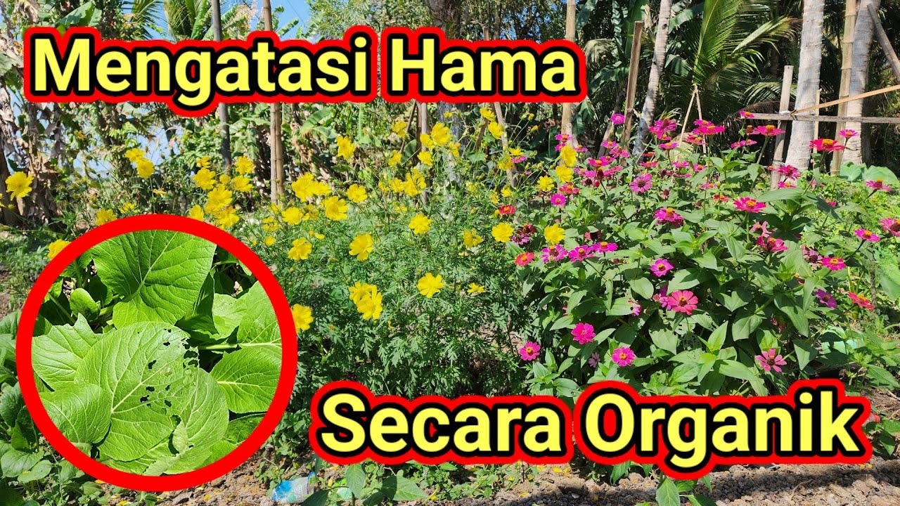 Bagaimana Cara Mencegah Sayuran Daun Bolong Dimakan Hama? - YouTube