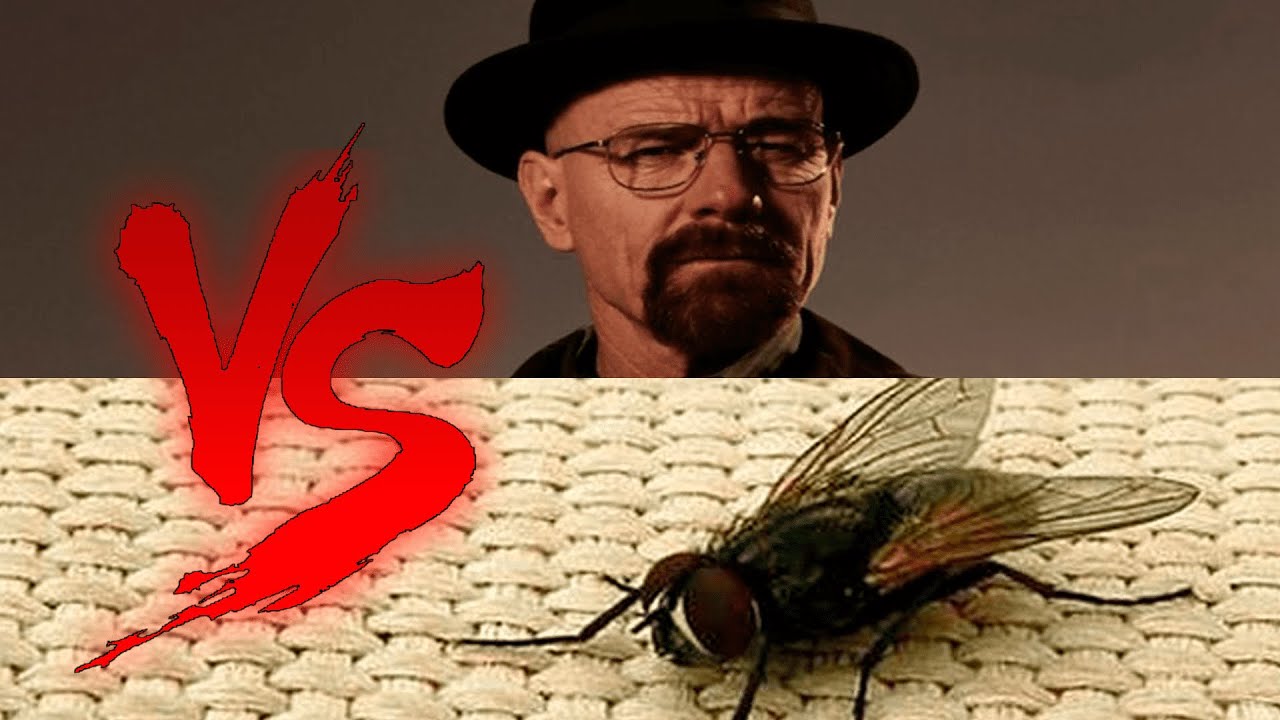 Walter White VS Fly - YouTube