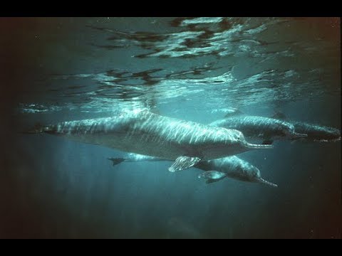 Animales Extintos: El Delfín Baiji - YouTube