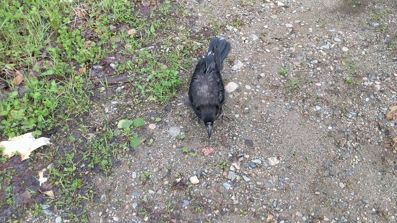 Raven baby chattering, eating, flapping cute! - YouTube