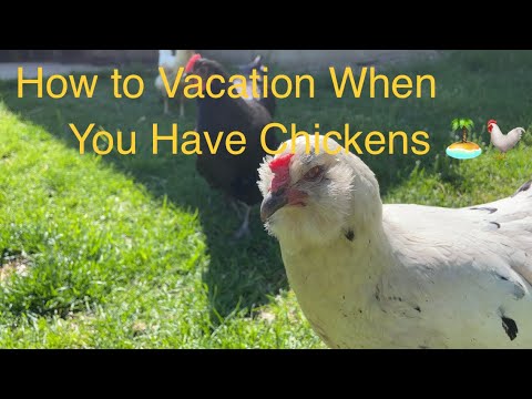 How to Vacation When You Have Chickens - YouTube