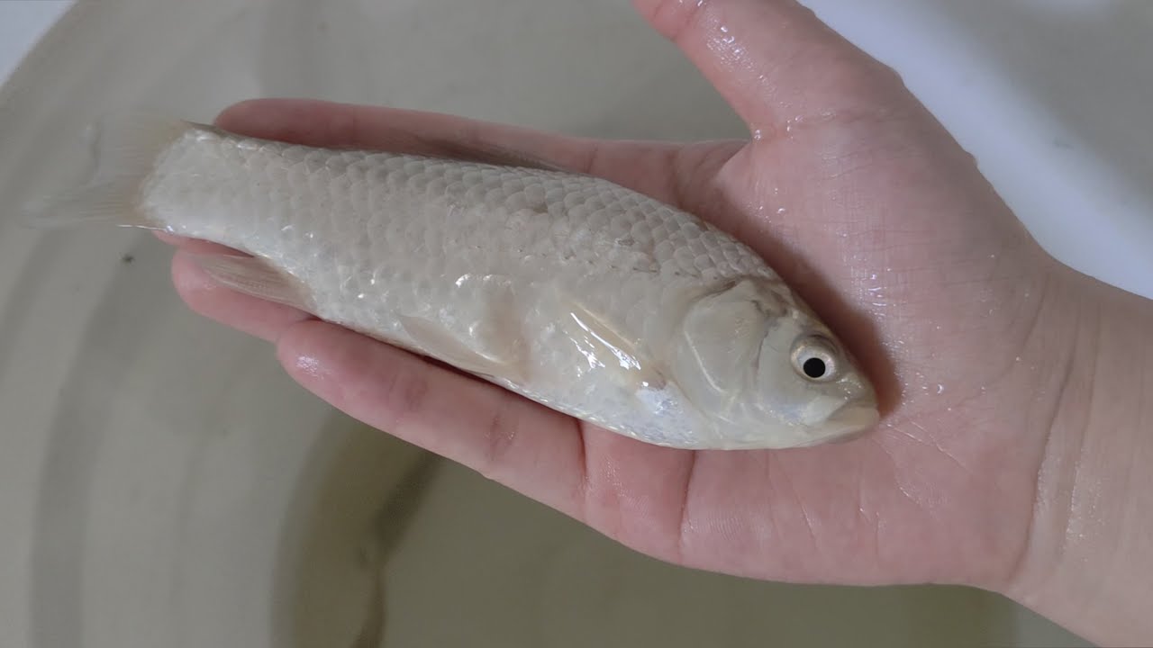 這只魚怎麼年紀輕輕就躺平了？How did this fish lie flat at such a young age? - YouTube