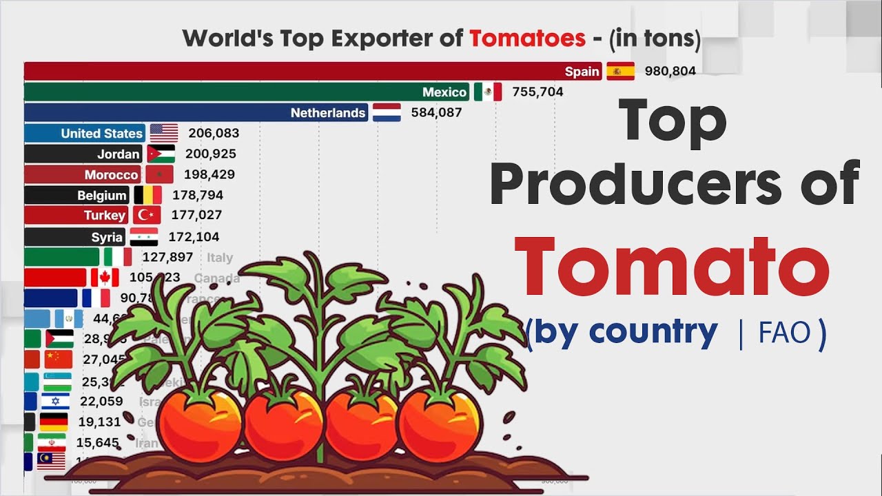 LARGEST TOMATO EXPORT by country | FAO - YouTube