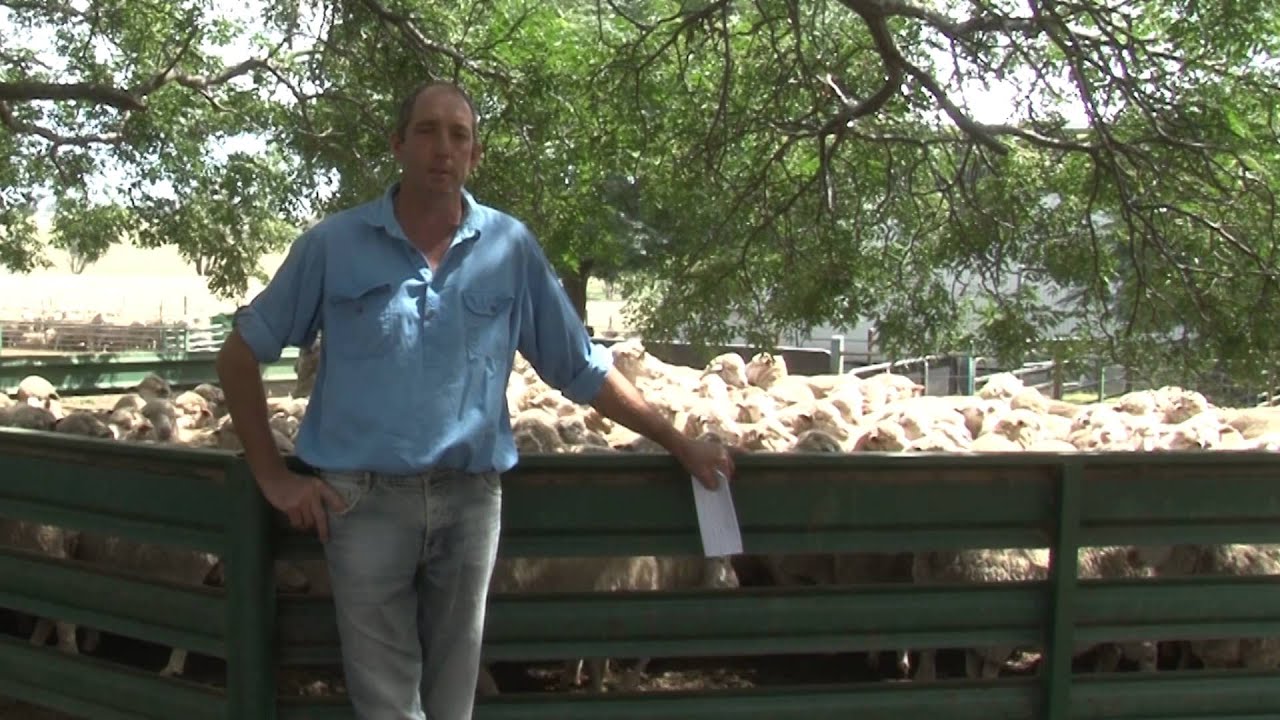 Sheep pregnancy scanning - how to get the best from your sheep scanner ...